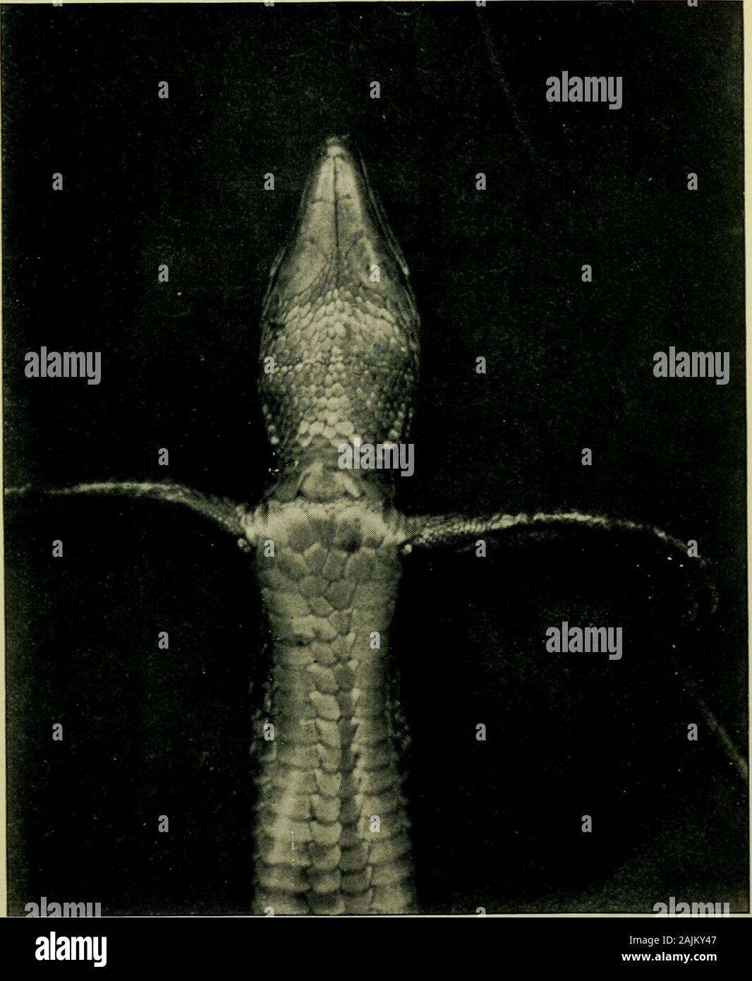 Diet lizards worms hi-res stock photography and images - Alamy