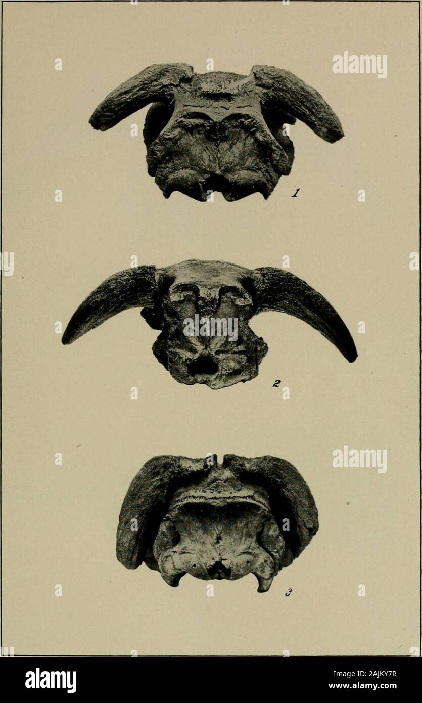 Bootherium Bombifrons