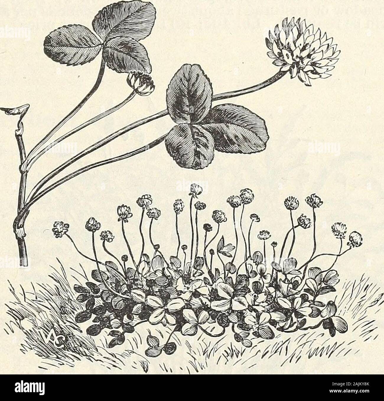 Swedish clover hi-res stock photography and images - Alamy