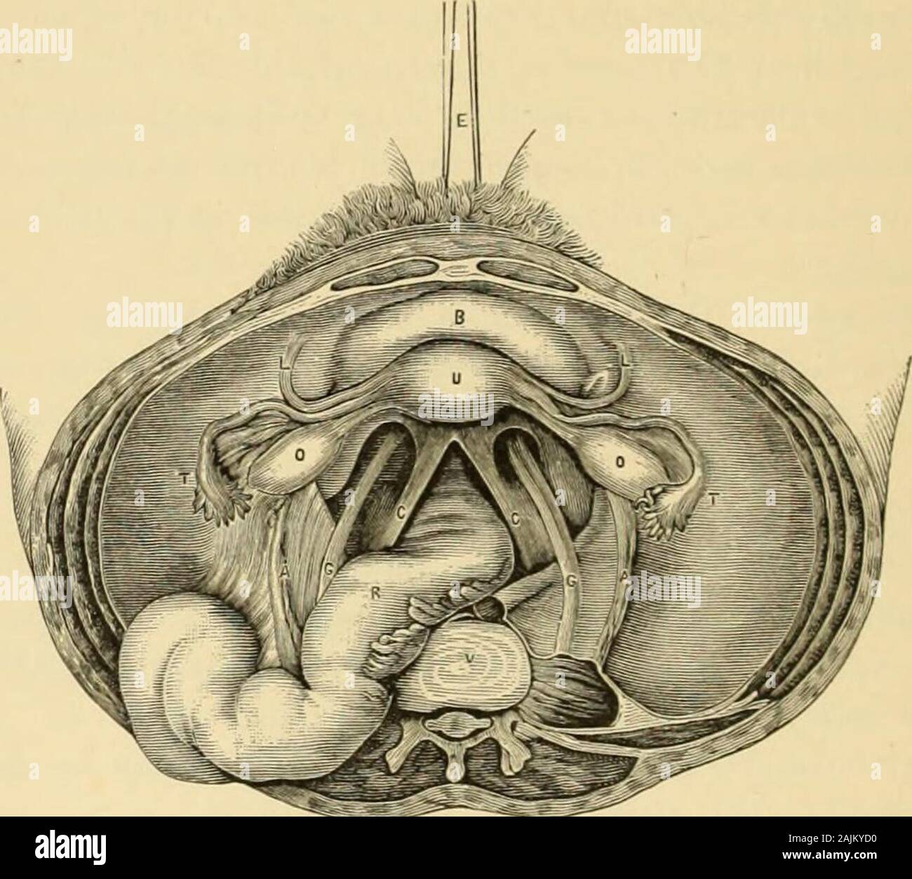 A system of gynecology . s as the spermatic cord in the male, the ...