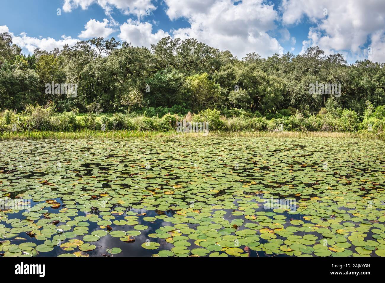 Water lily landscape, Everglades National Park, Florida Stock Photo - Alamy