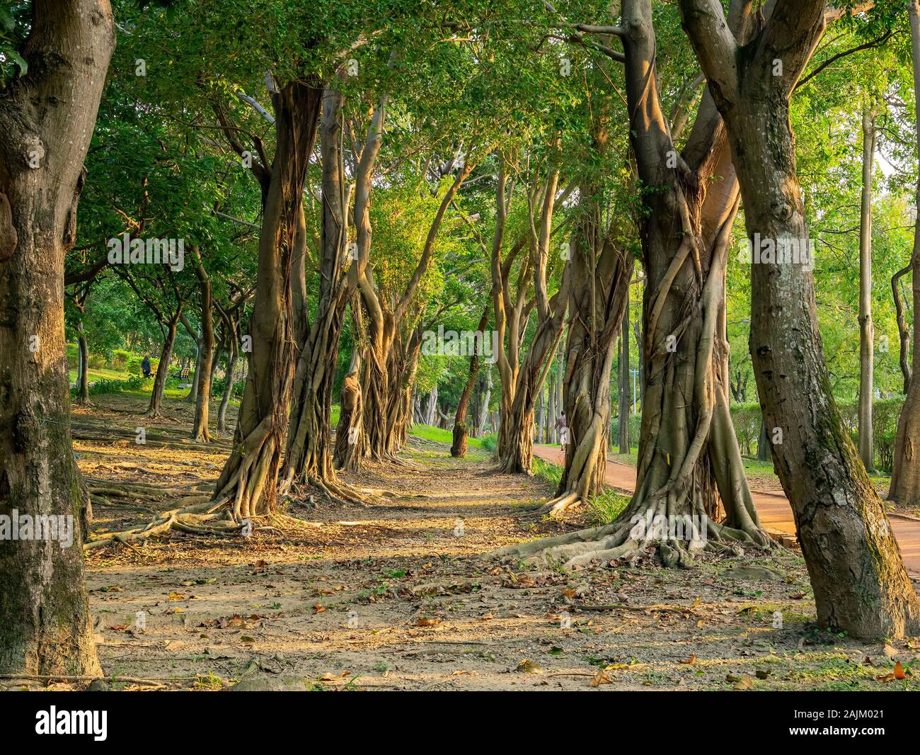 Morning view of tree landscape at Daan Forest Park at Taipei, Taiwan ...