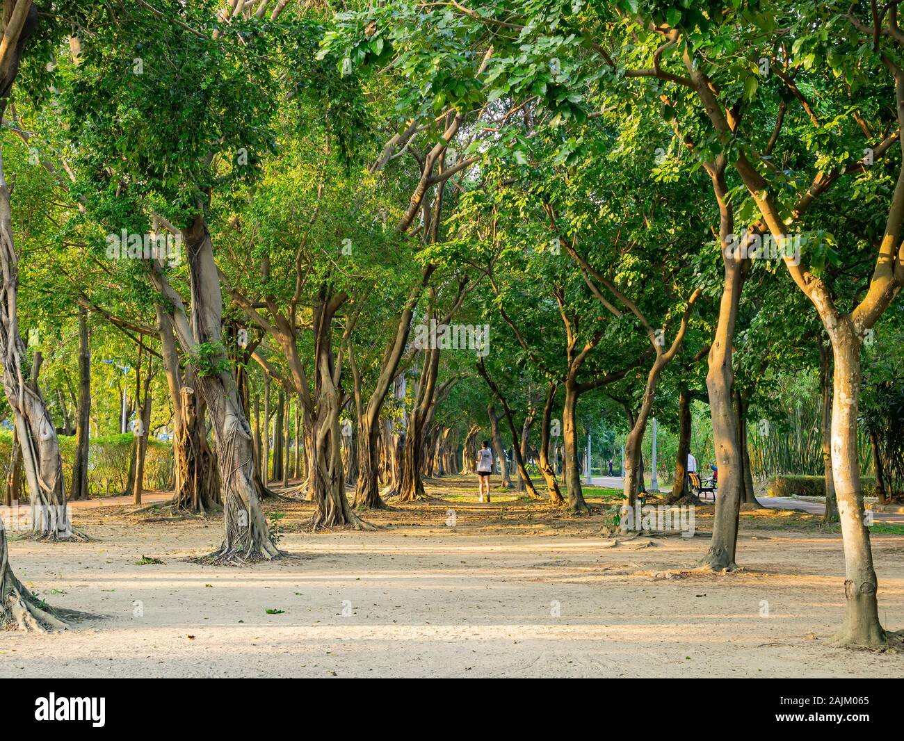 Morning view of tree landscape at Daan Forest Park at Taipei, Taiwan ...