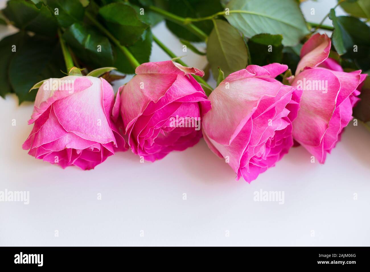 Pink roses lay in a row on a white table. Valentine background with ...