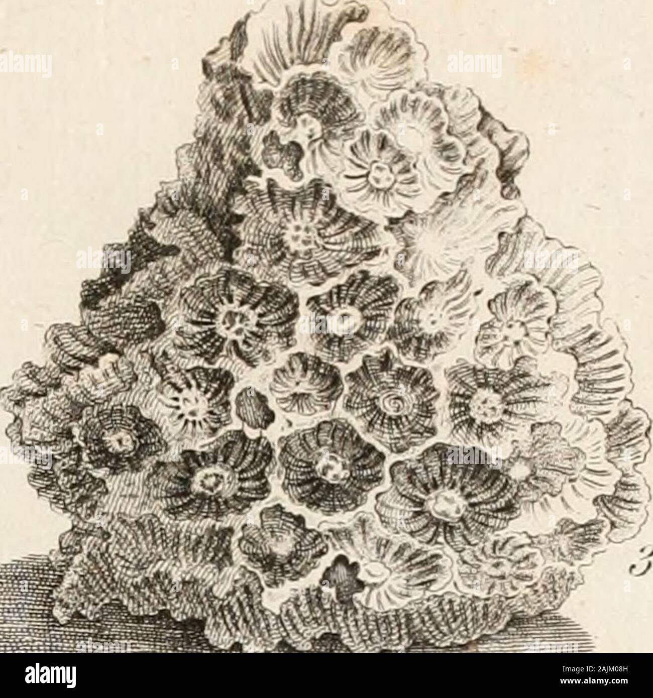 The natural history of many curious and uncommon zoophytes : collected ...