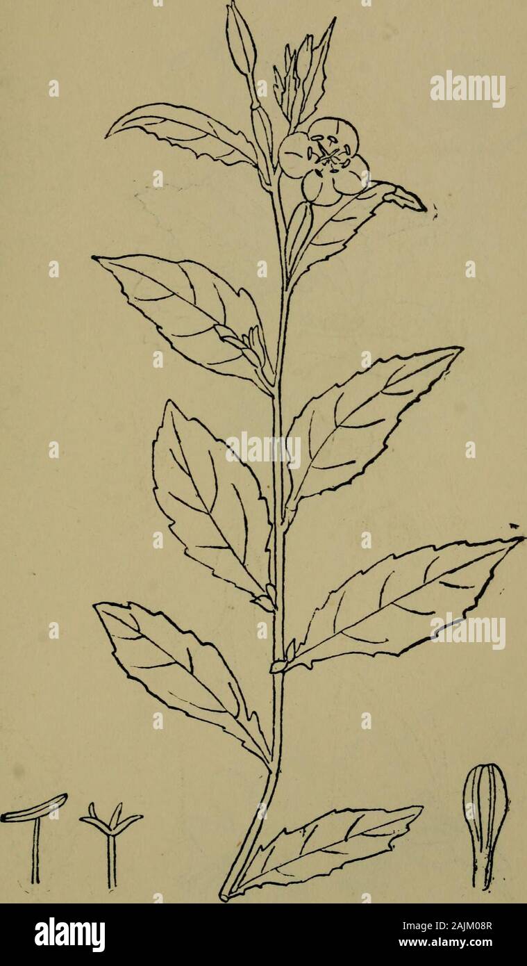 Pinetorum High Resolution Stock Photography and Images - Alamy