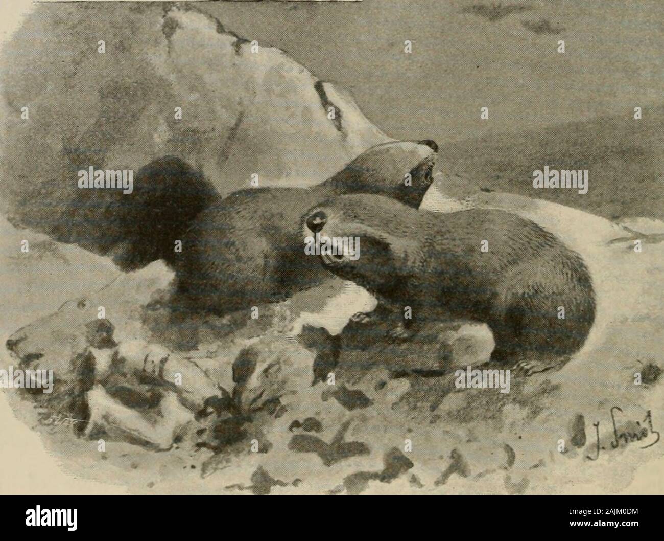 The art Bible, comprising the Old and new Testaments : with numerous ...