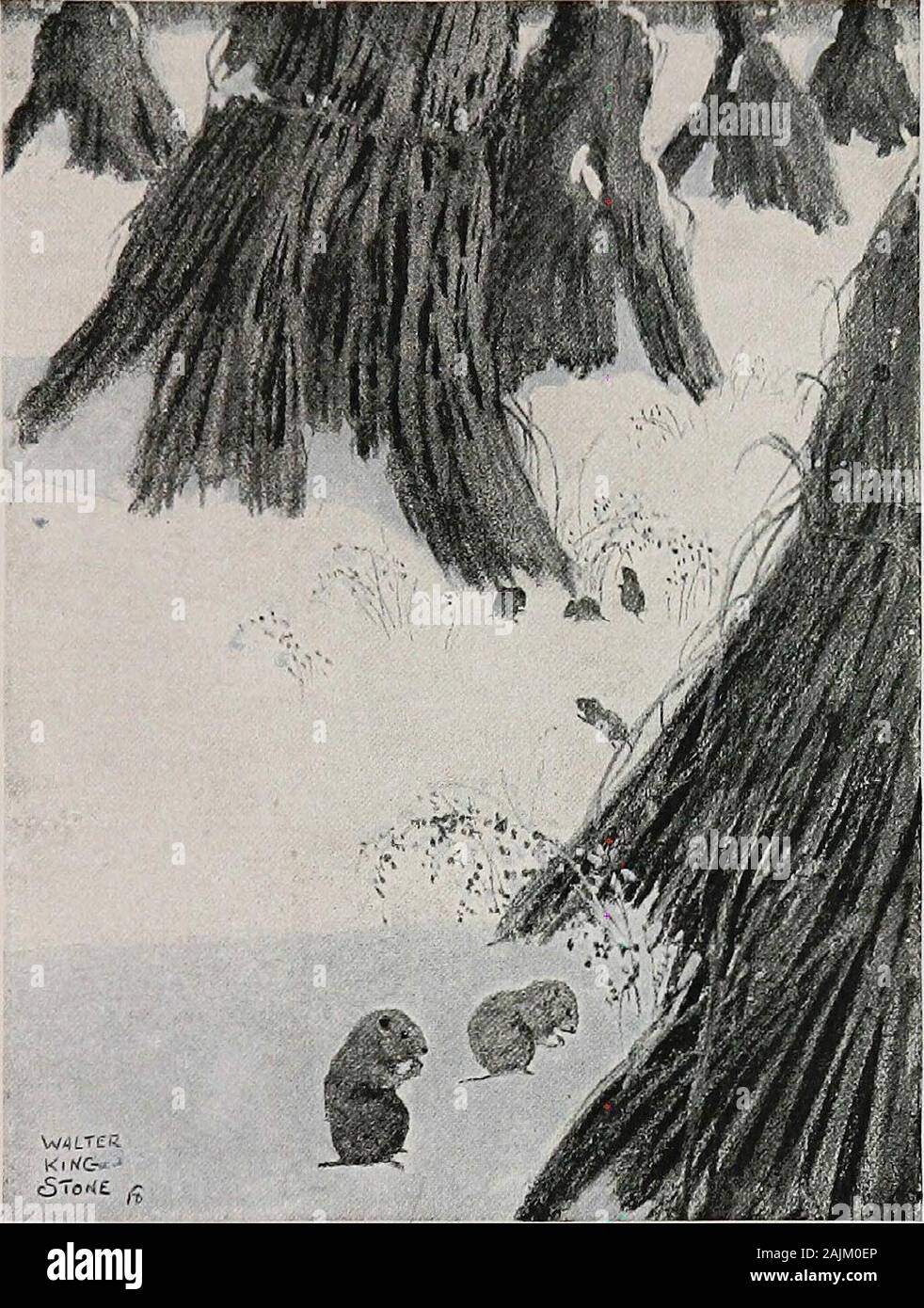 Weasel tracks hi-res stock photography and images - Alamy