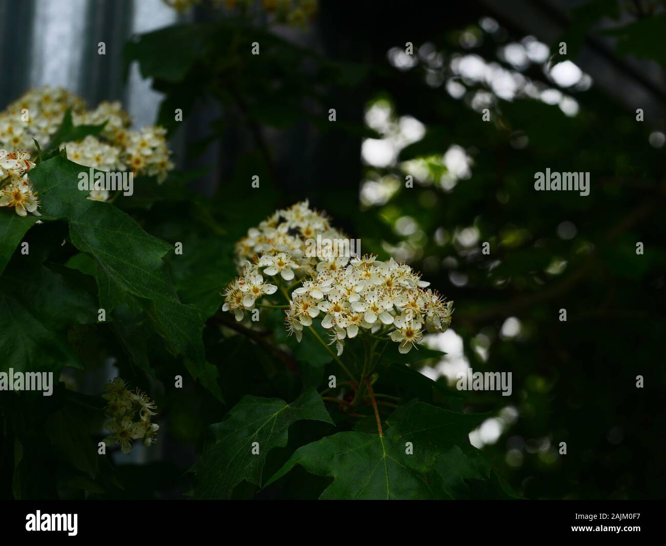 Sorbus torminalis, Wild service tree Stock Photo - Alamy