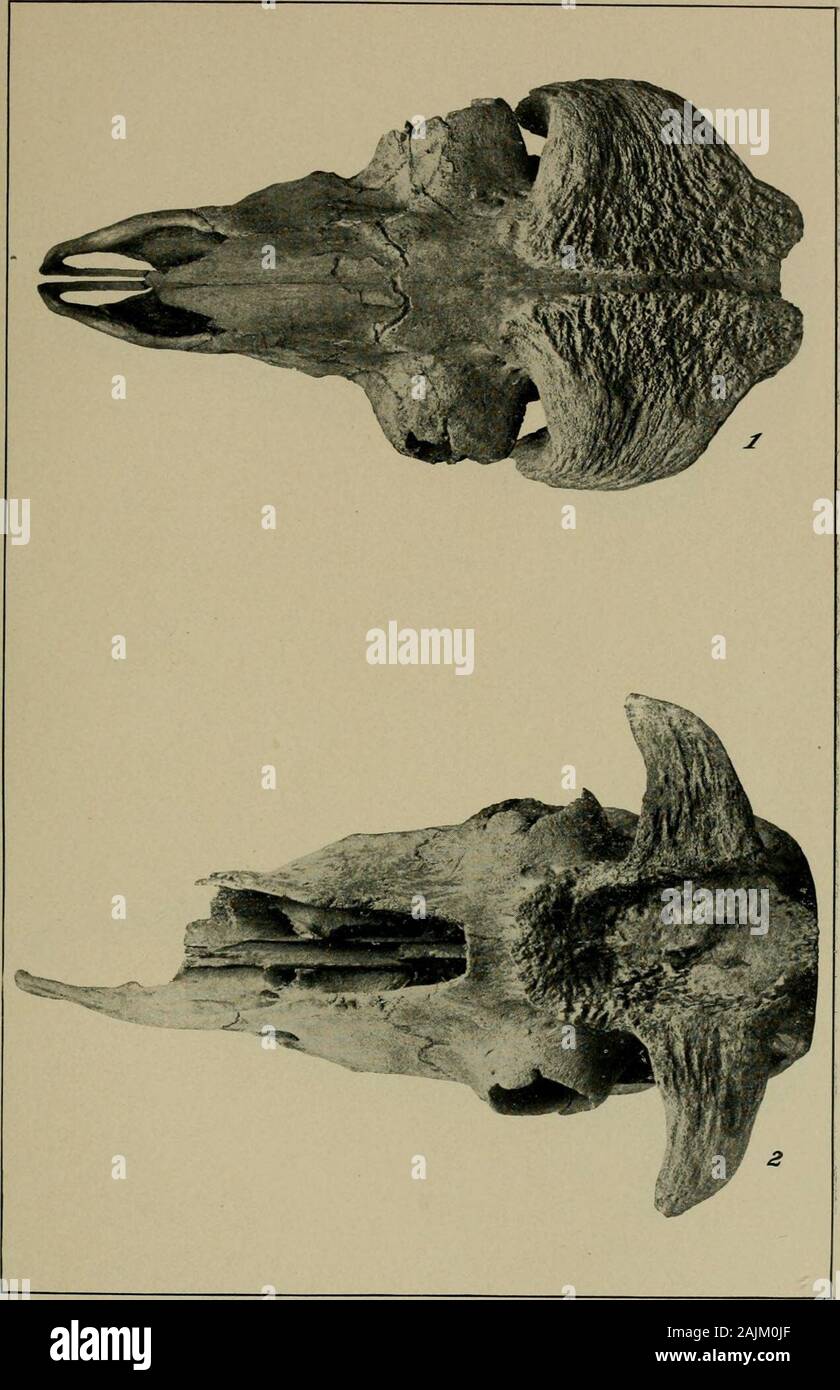 Bootherium Bombifrons