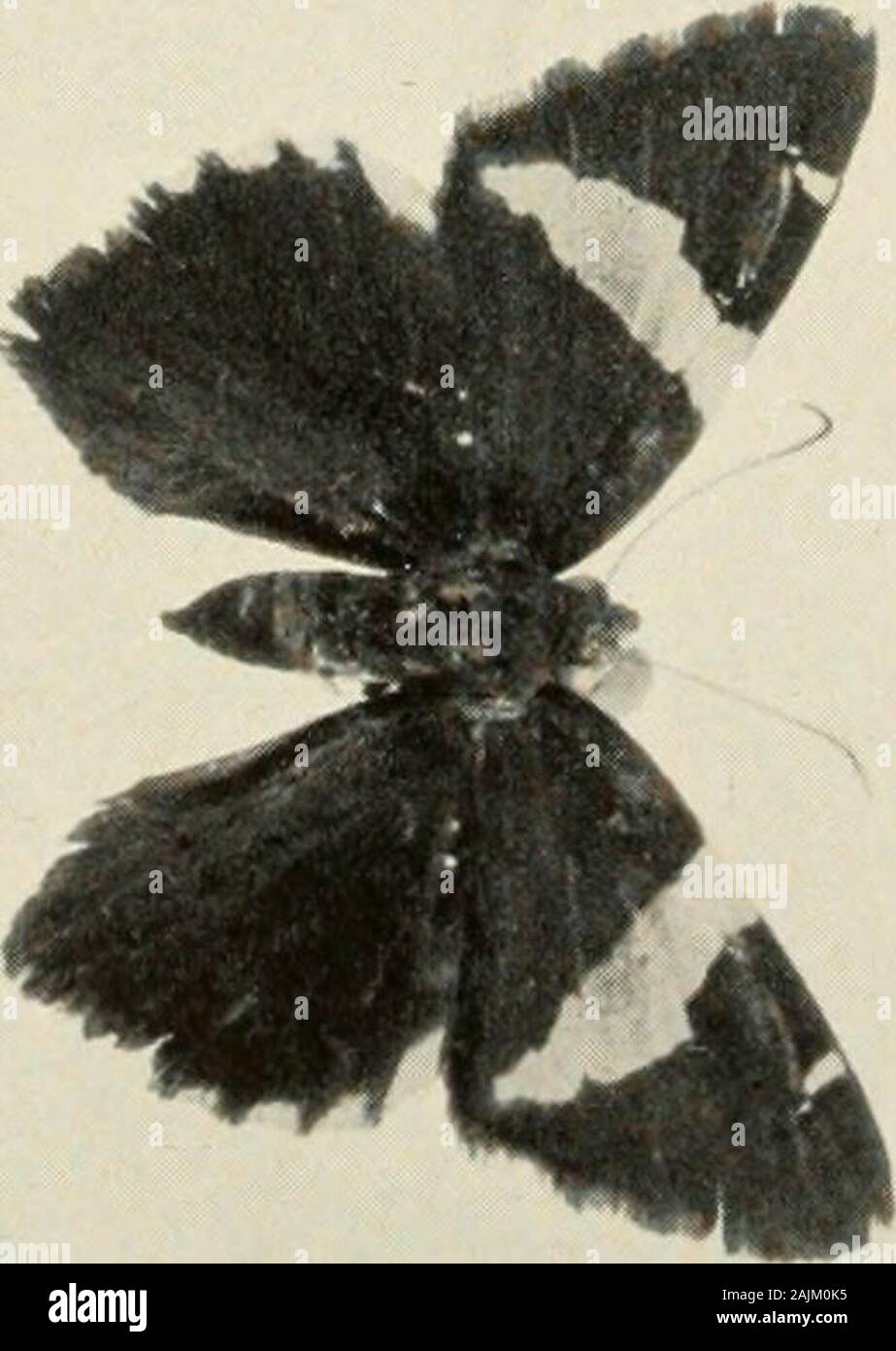 Smithsonian miscellaneous collections Stock Photo - Alamy