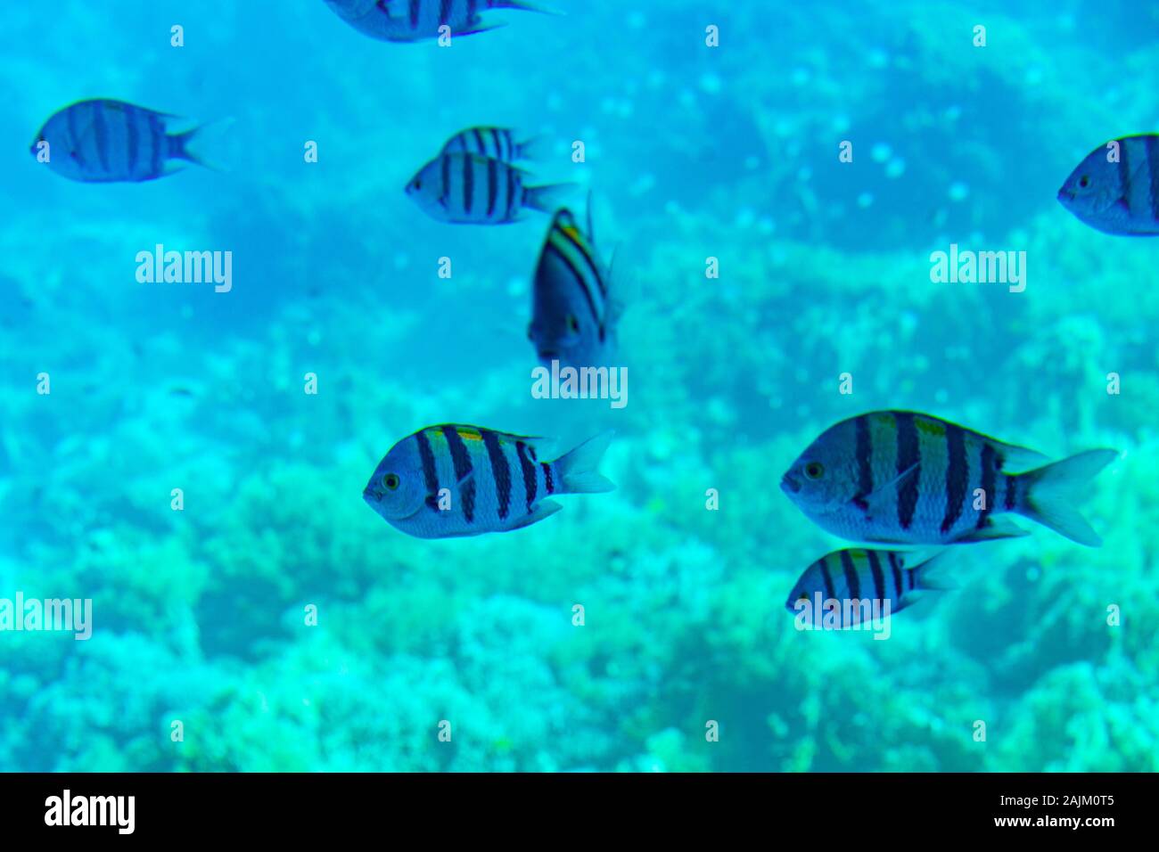 Beautiful seabed background, gorgeous sea bottom through transparent ...