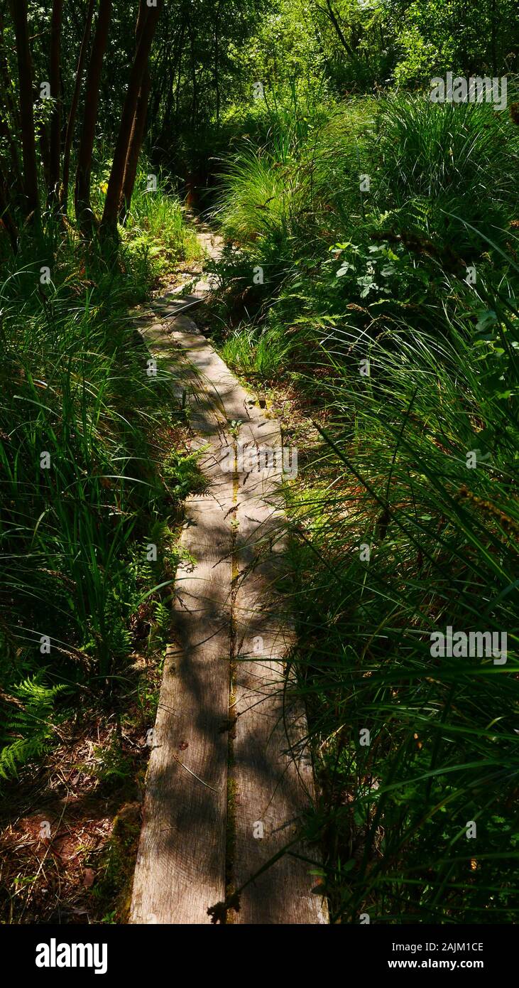 Modern trackway through Shapwick Nature Reserve Somerset UK protecting ...