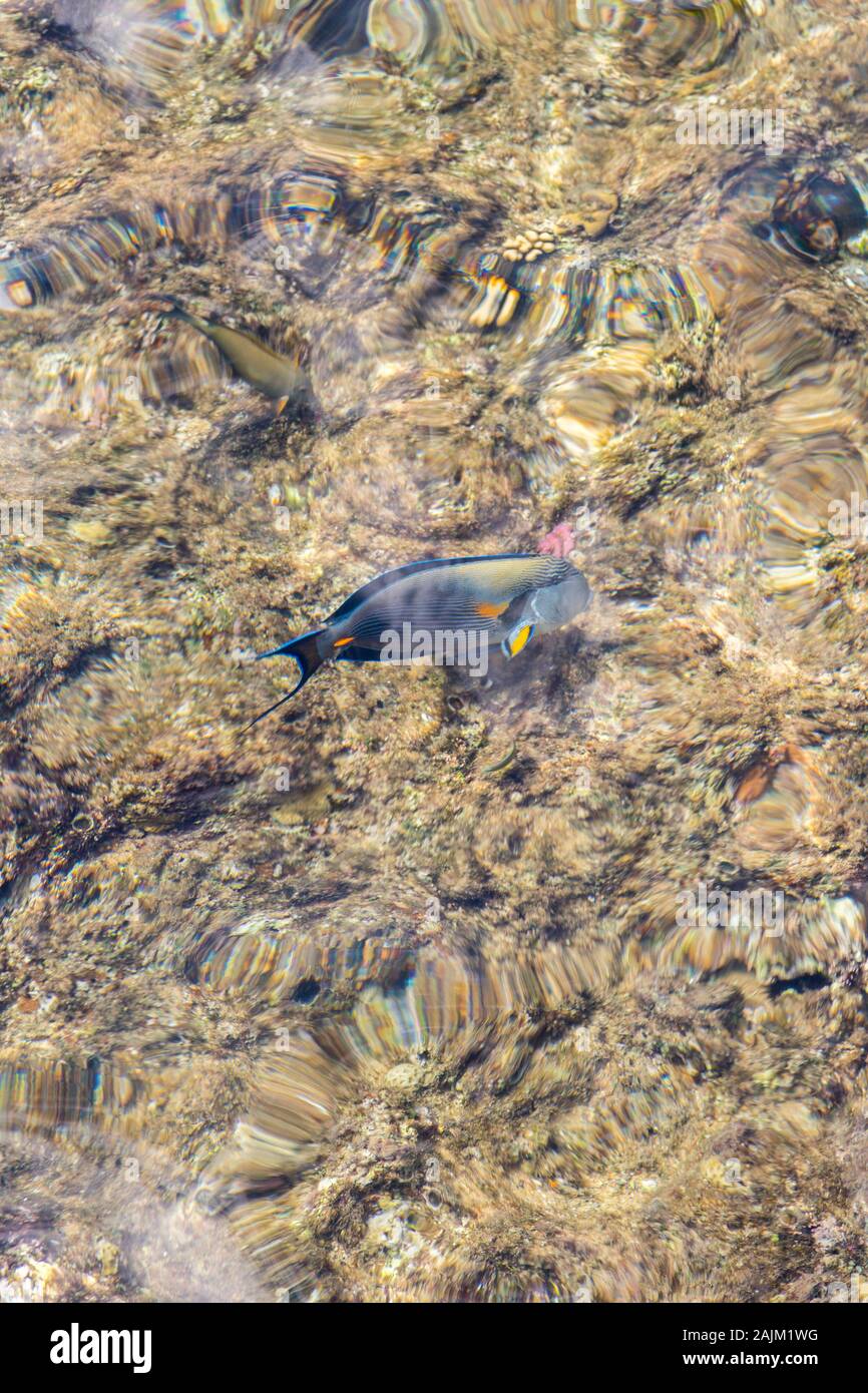 Coral under clear water. Tropical fish. Abstract marine background ...