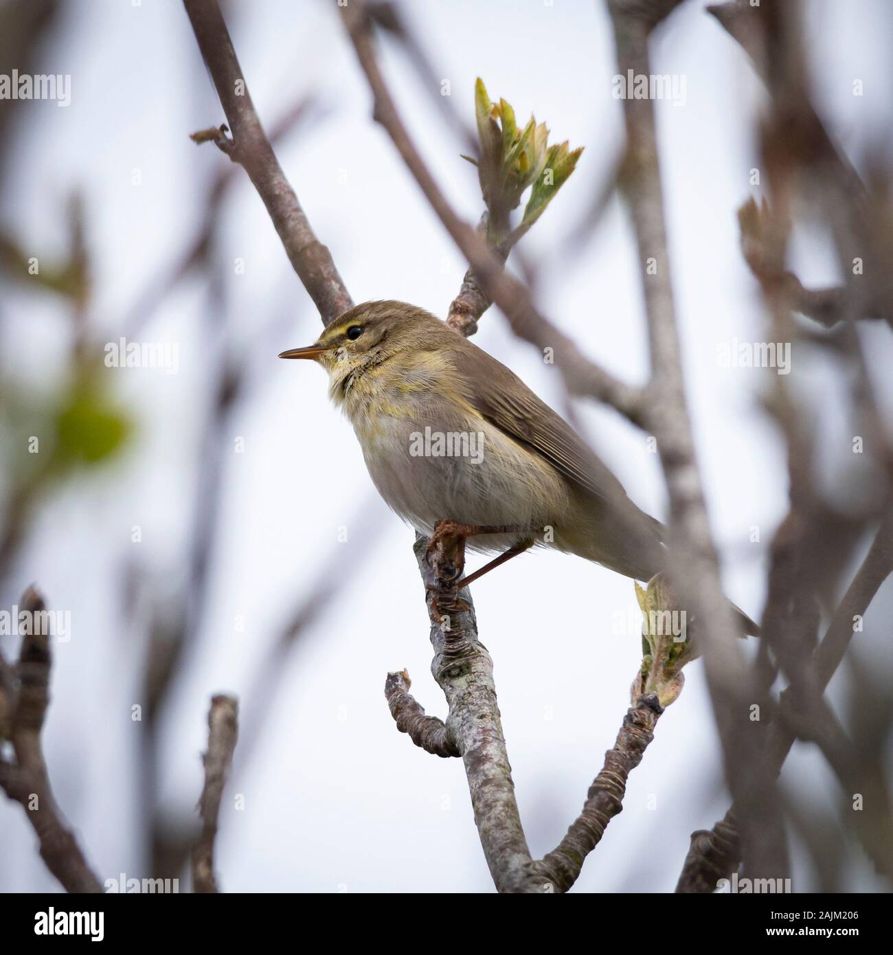 Garden warbler ( Sylvia borin) singing in a tree, a regular summer ...