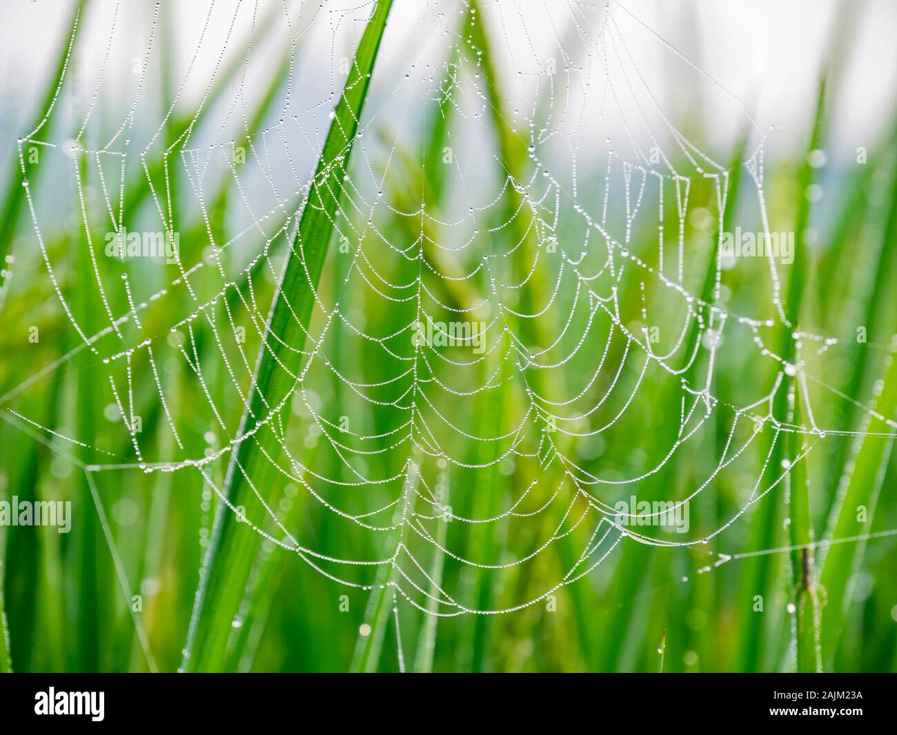 Close up of a spider web hi-res stock photography and images - Alamy
