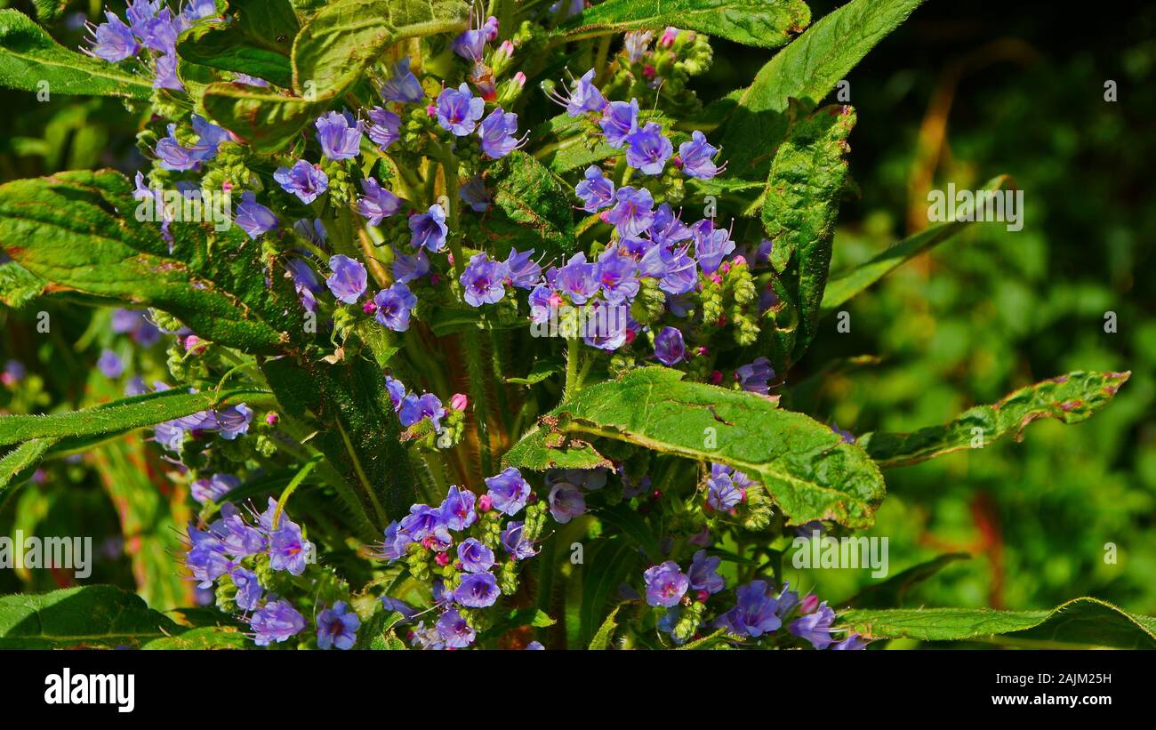 Echium vulgare, Viper's Bugloss blue flowers in sun Stock Photo - Alamy