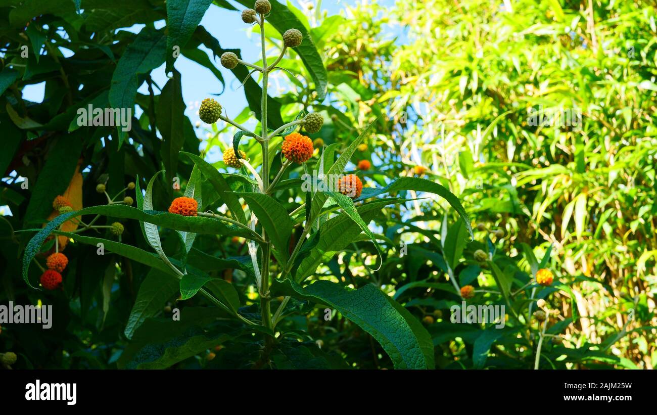 Buddleja globosa, Orange Ball Tree Stock Photo - Alamy