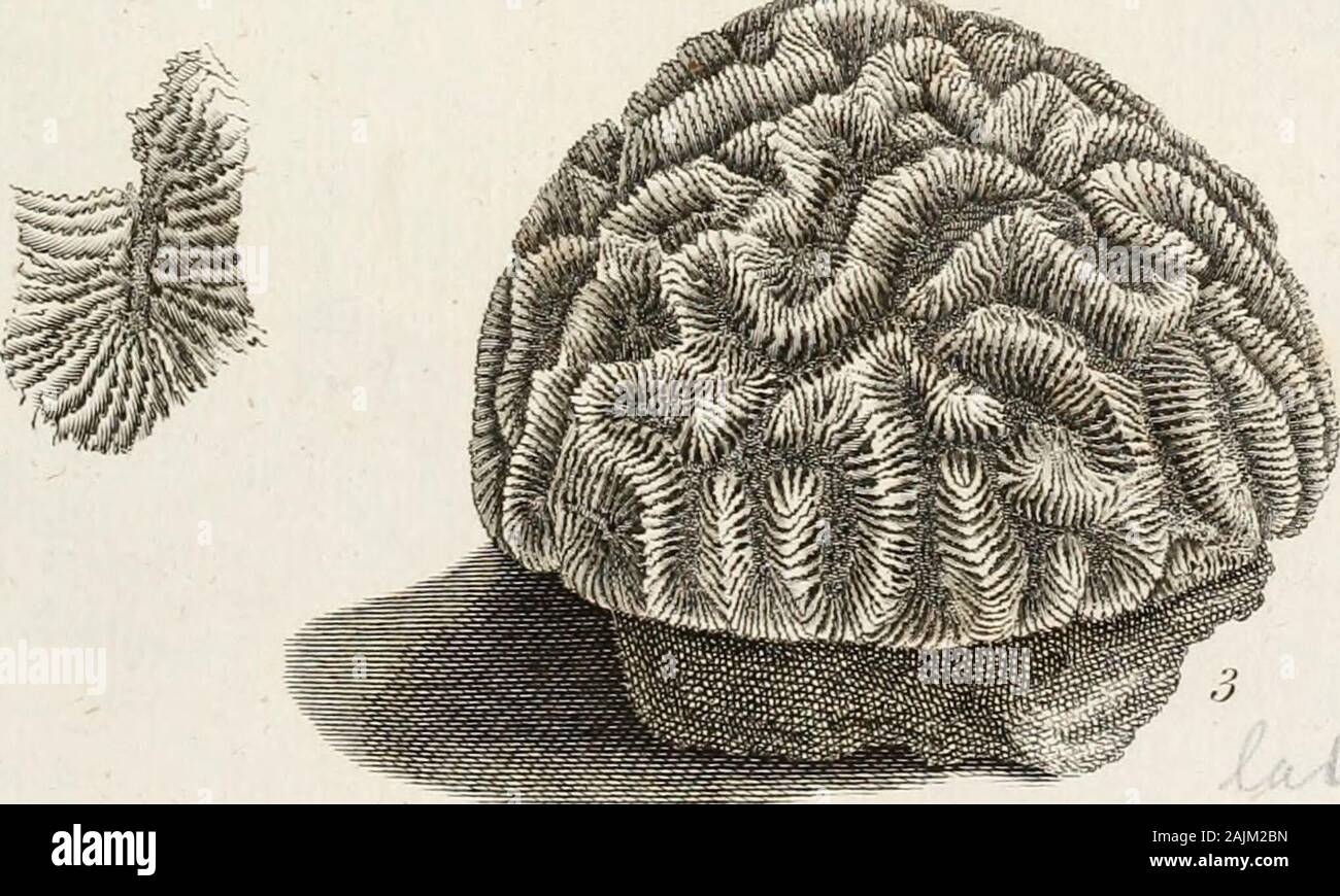 The natural history of many curious and uncommon zoophytes : collected ...