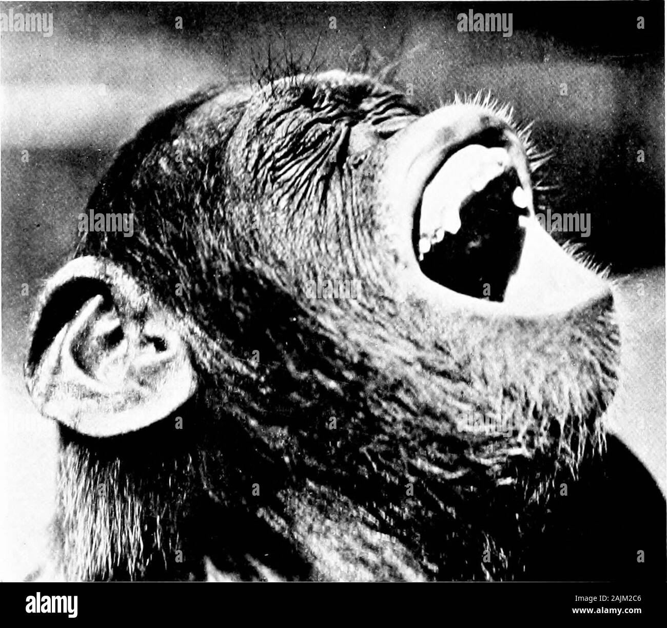 More tickling Black and White Stock Photos & Images - Alamy