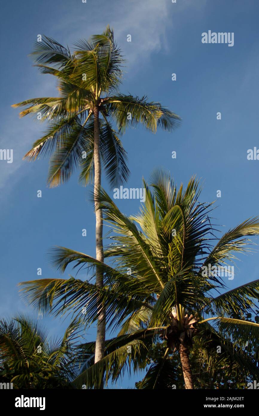 Dominican palm tree 2 Stock Photo - Alamy