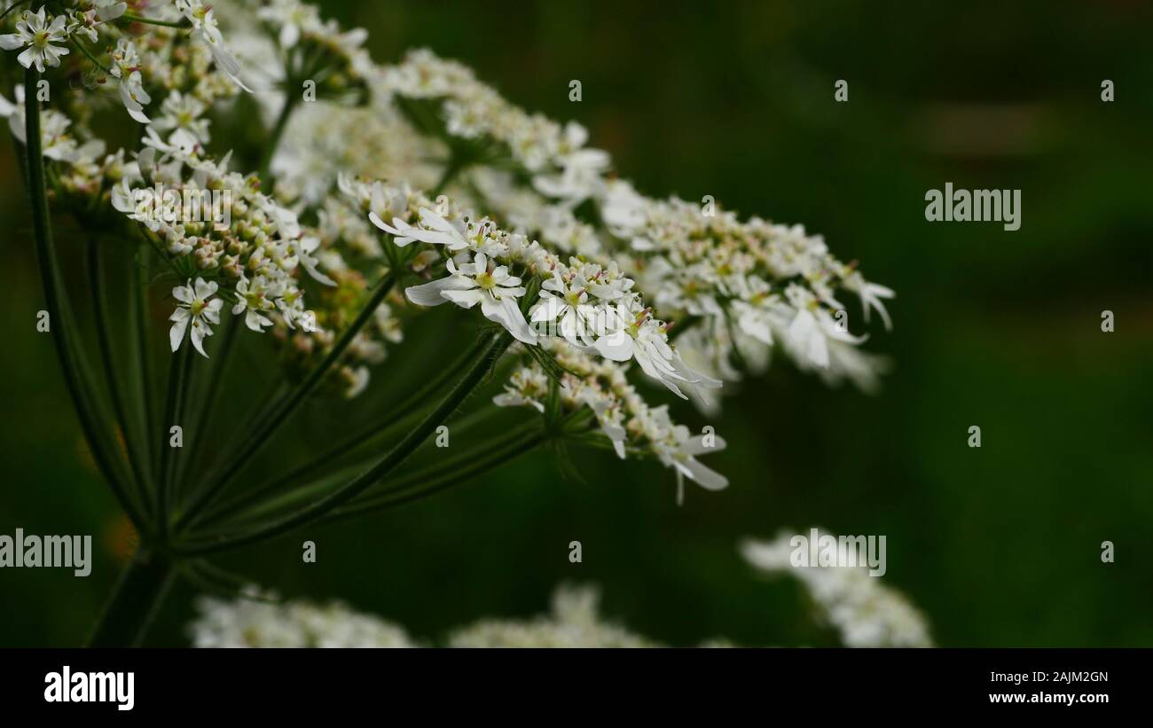 Lacy flowers hi-res stock photography and images - Alamy
