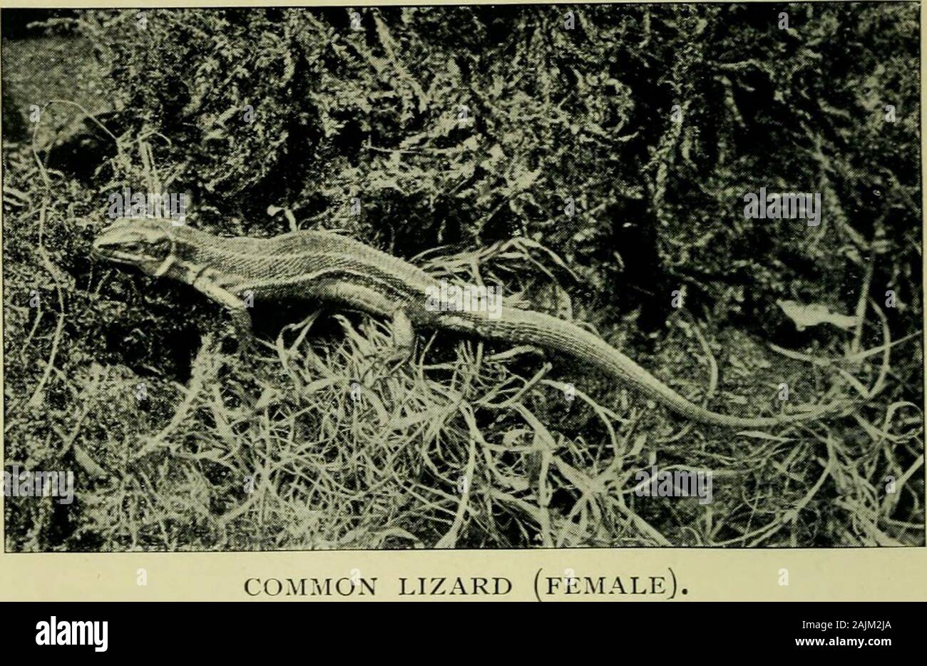 The life-history of British lizards : and their local distribution in ...