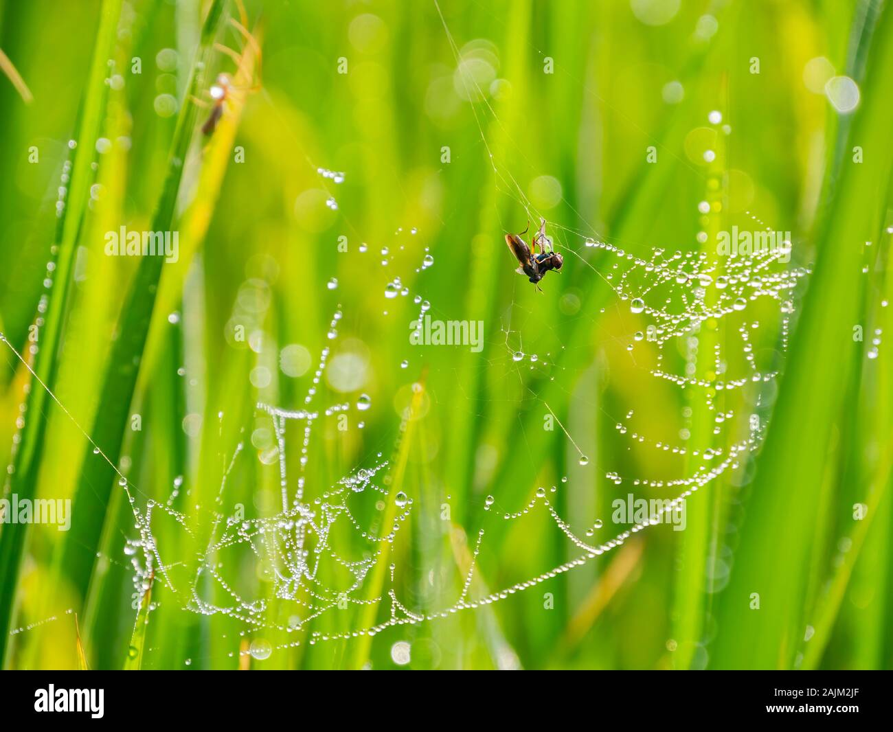 Close up of a spider web hi-res stock photography and images - Alamy