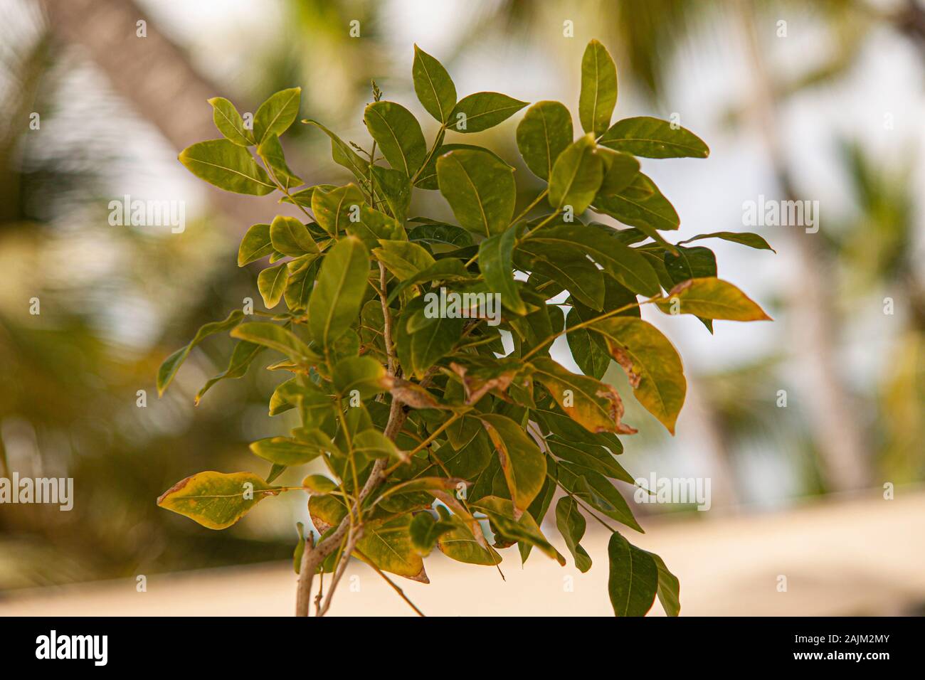 Dominican Vegetation Detail Stock Photo - Alamy