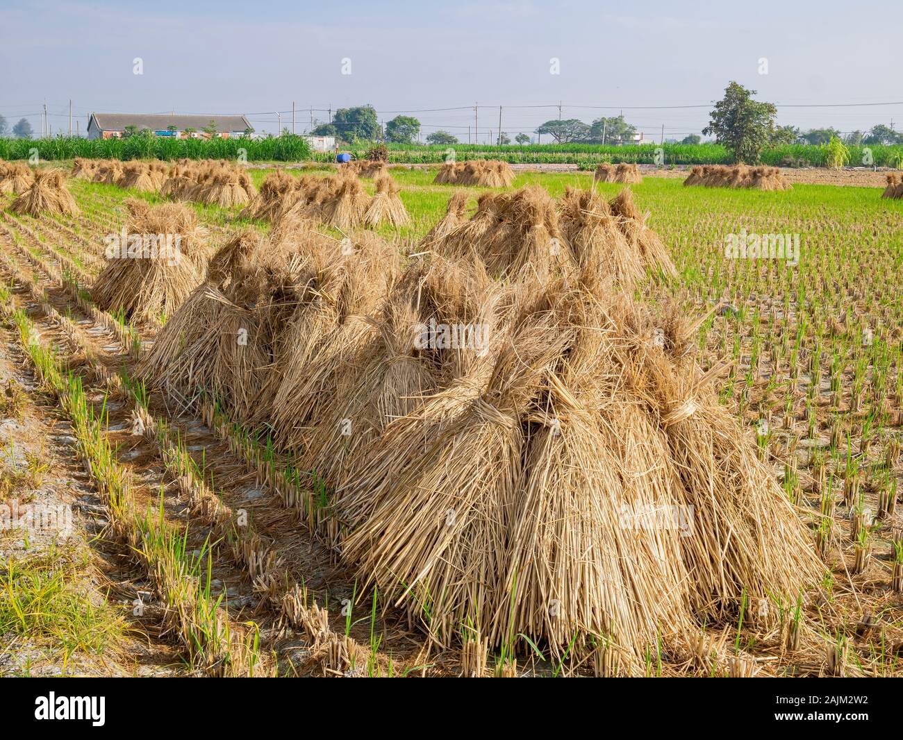 Morning view of a beautiful green paddy field at Yunlin, Taiwan Stock ...