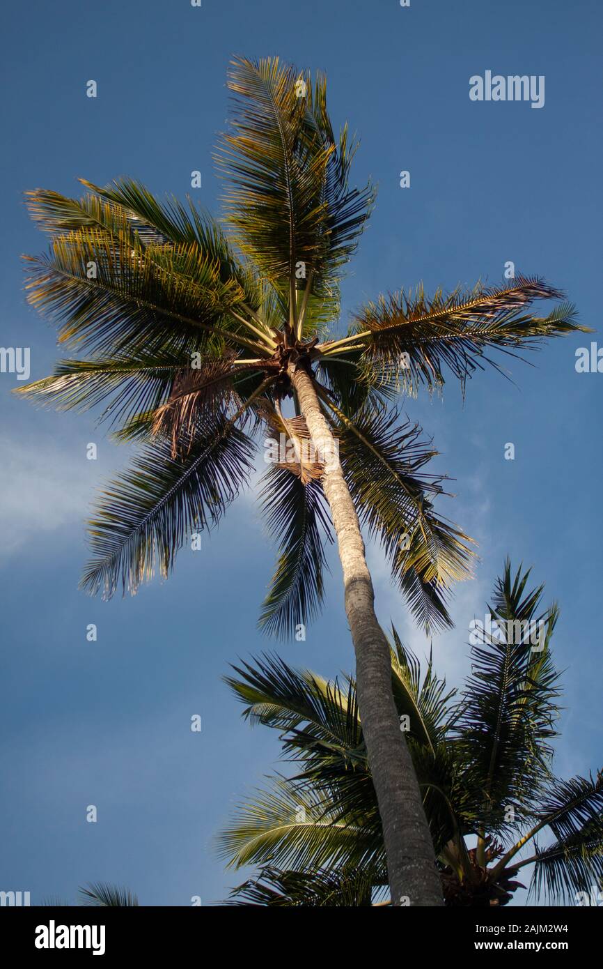 Dominican palm tree Stock Photo - Alamy