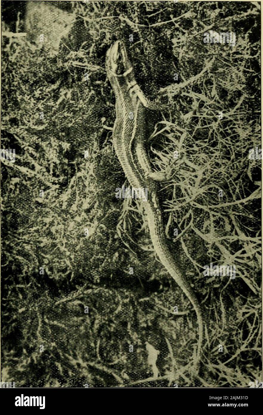 Irish Reptile High Resolution Stock Photography and Images - Alamy