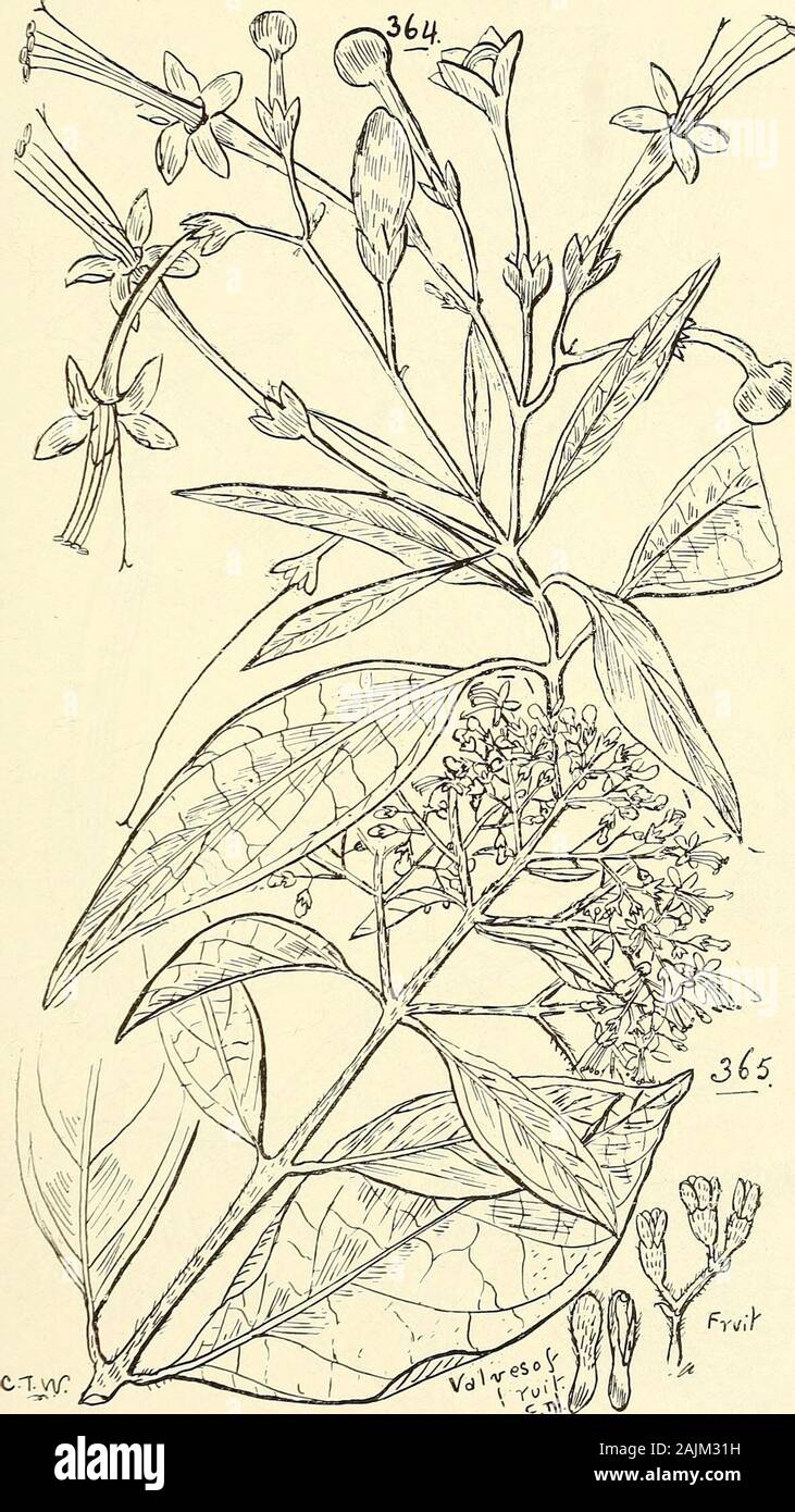 Lycopus australis hi-res stock photography and images - Alamy