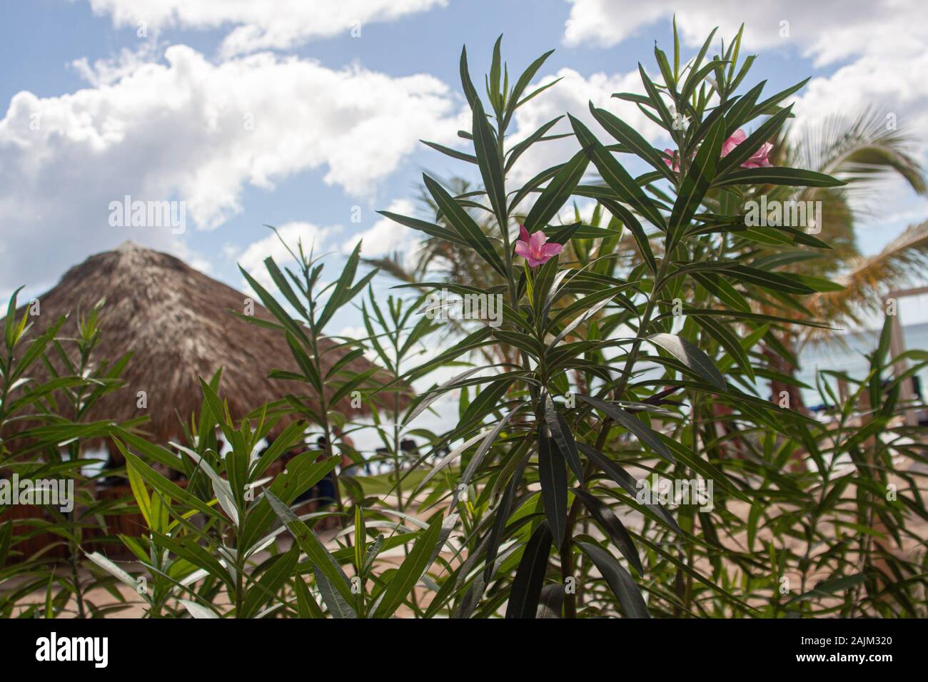 Dominican republic rain forest hi-res stock photography and images - Alamy