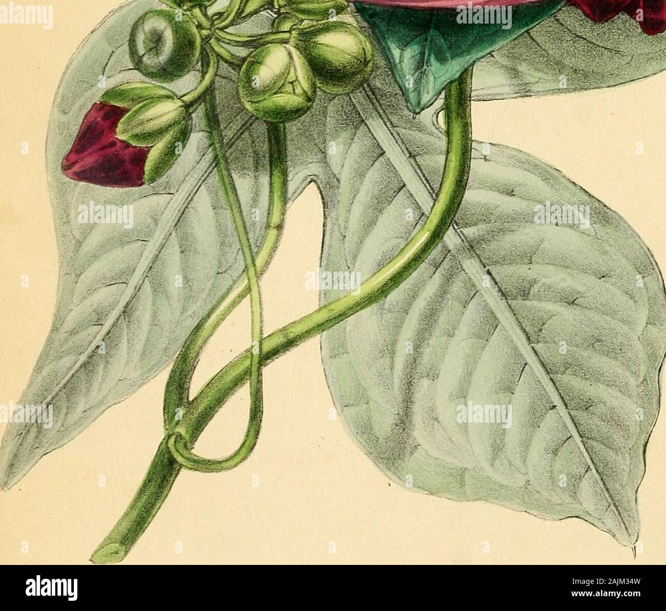 Hastate leaves hi-res stock photography and images - Alamy