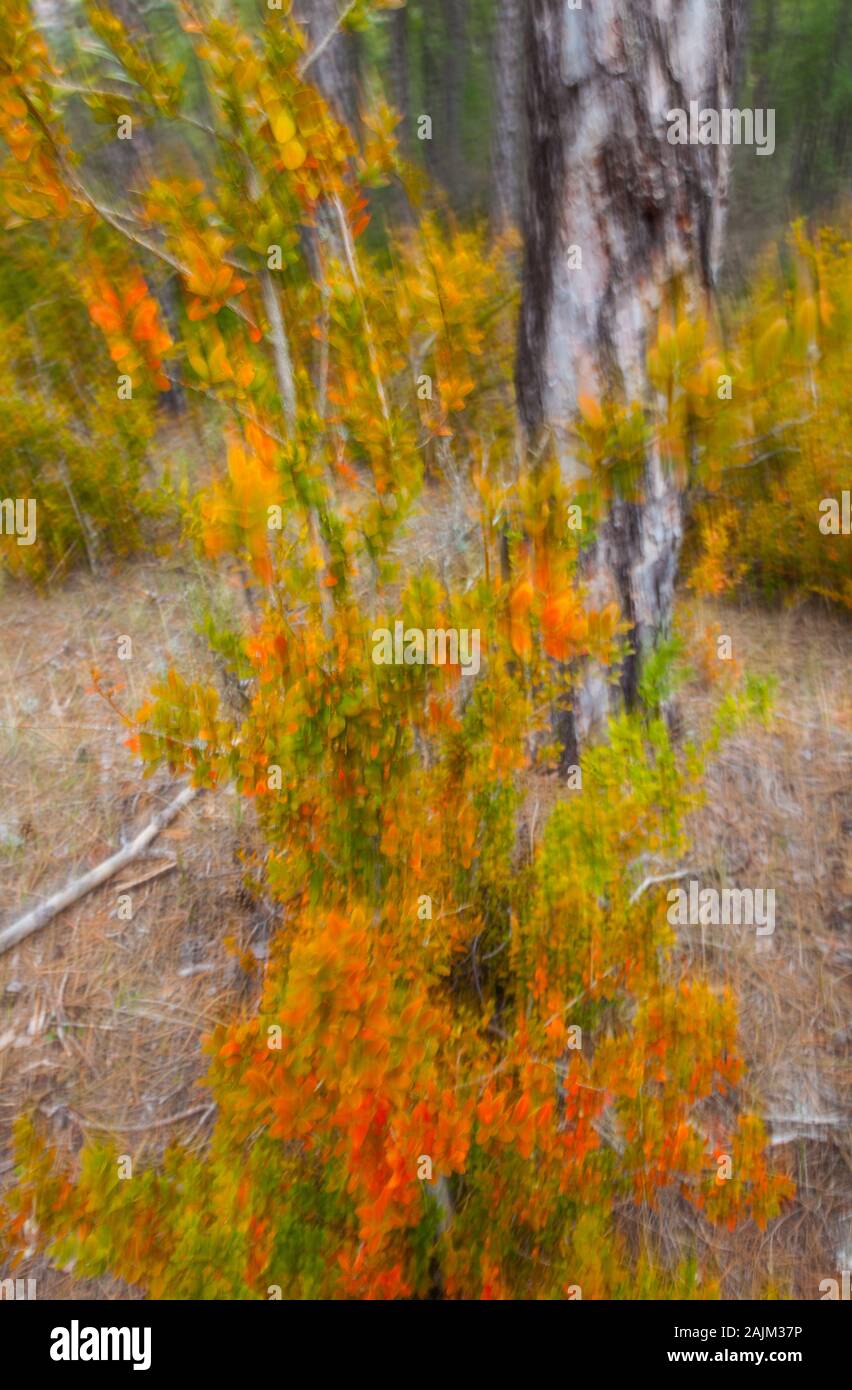 COMMON BOX or EUROPEAN BOX (Buxus sempervirens), El Hosquillo, Cuenca ...