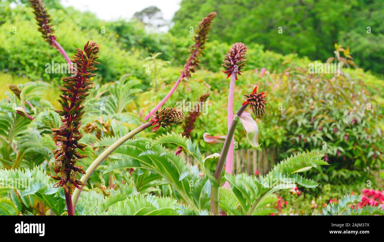 Melianthus major, Honey shrub Stock Photo - Alamy