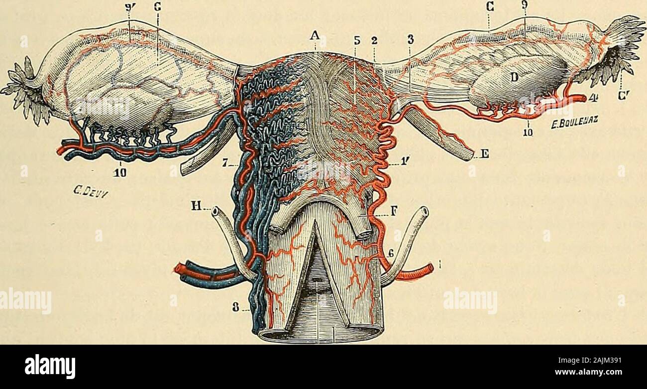Traité d'anatomie humaine : anatomie descriptive, histologie ...