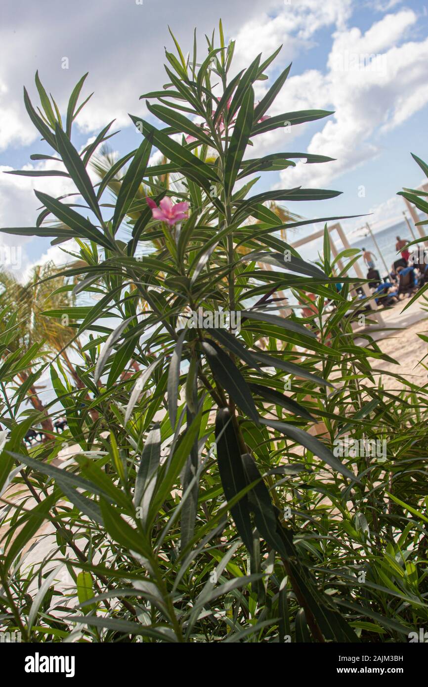 Dominican Vegetation Detail 5 Stock Photo - Alamy