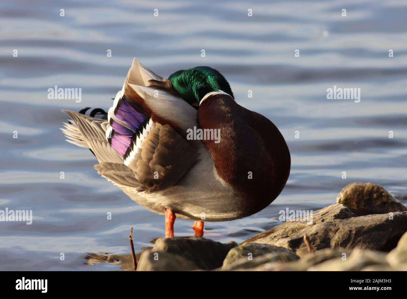 Mallard Preening High Resolution Stock Photography and Images - Alamy