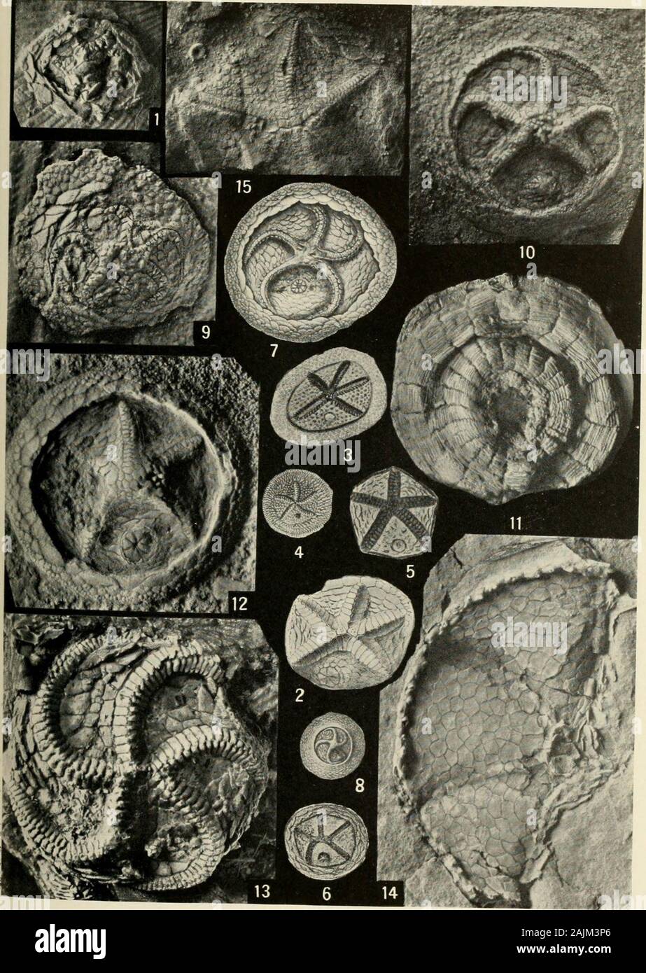 Smithsonian miscellaneous collections . Edrioasteroidea (For ...