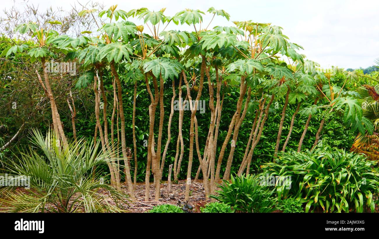 Tetrapanax papyrifer rex Stock Photo - Alamy