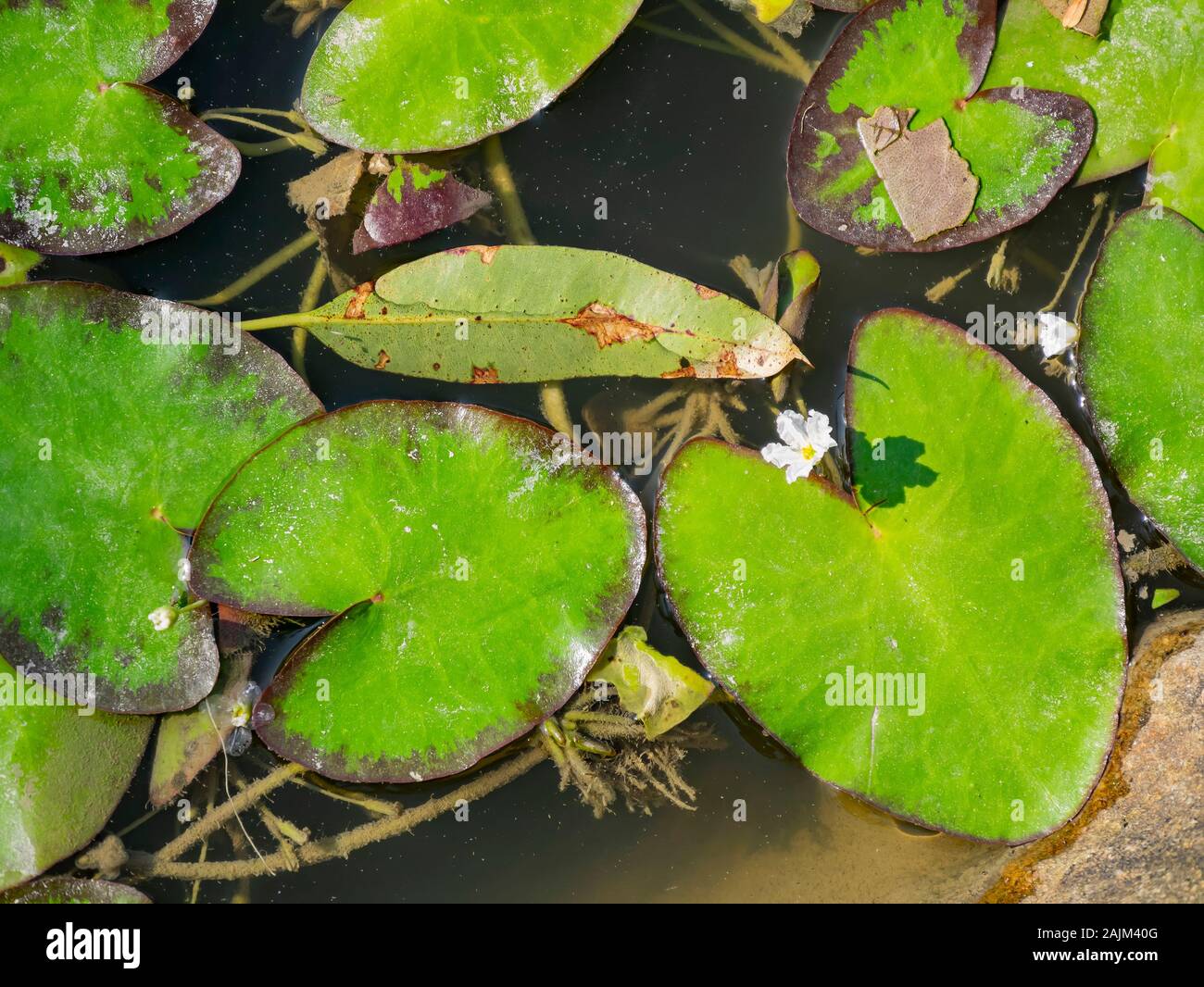 Close up shot of many healthy lotus leaves at Taipei, Taiwan Stock ...