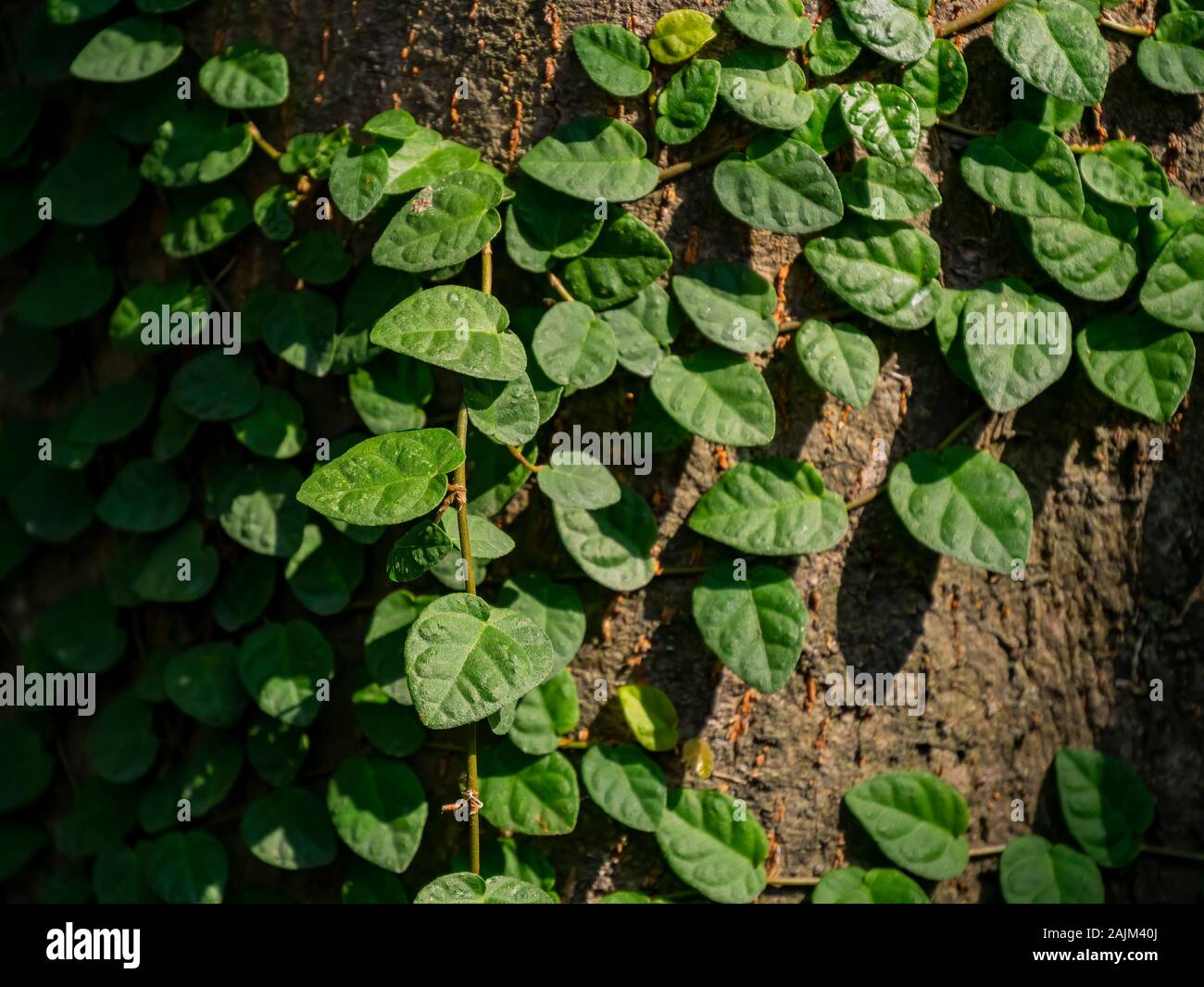 Ficus pumila hi-res stock photography and images - Alamy