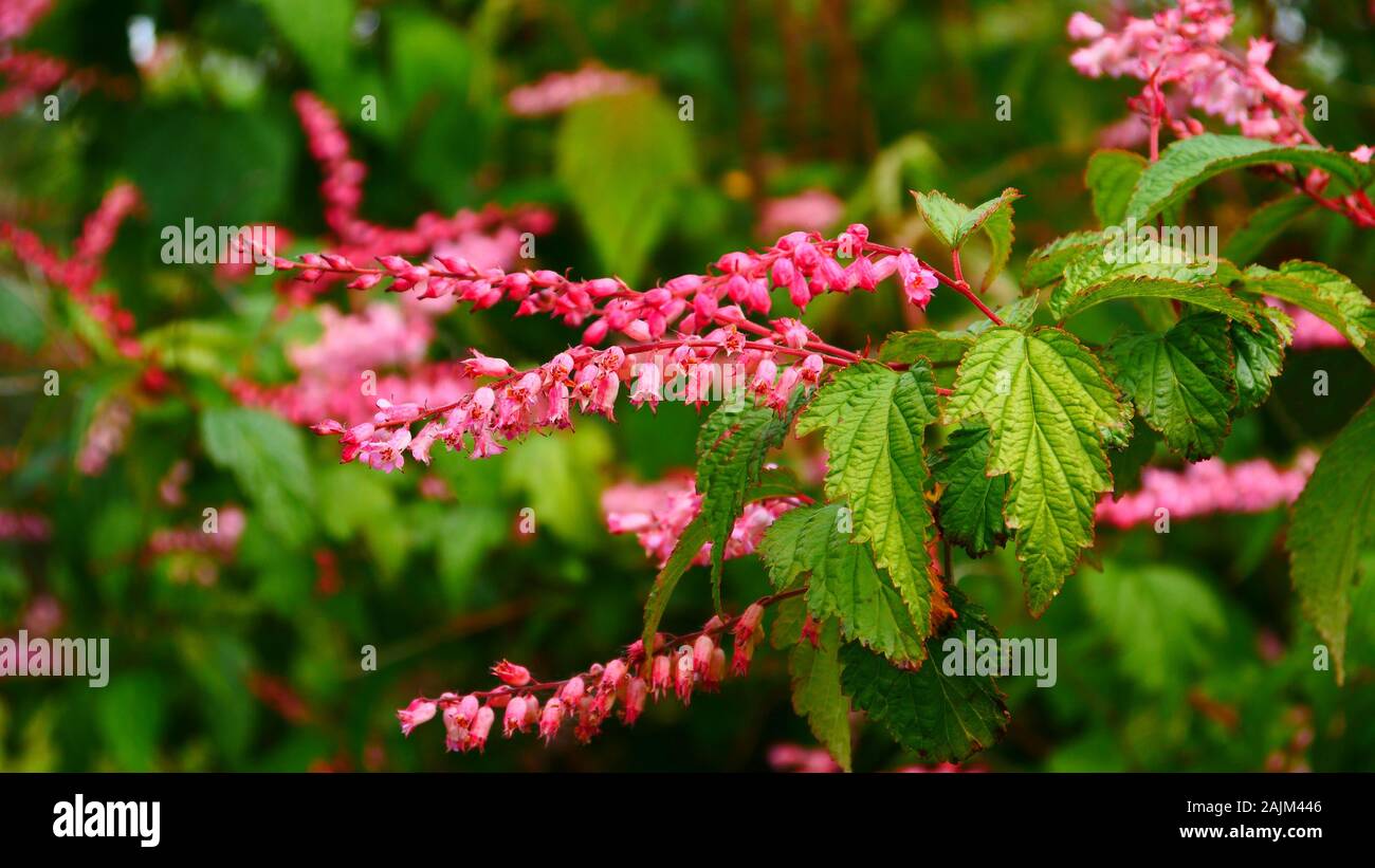 Tibetan neillia hi-res stock photography and images - Alamy