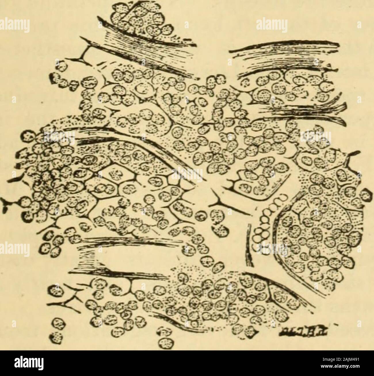 Nose epithelium hi-res stock photography and images - Alamy