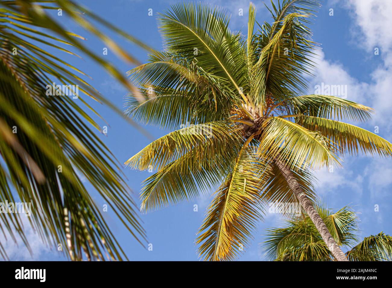 Dominican Palm tree 4 Stock Photo - Alamy