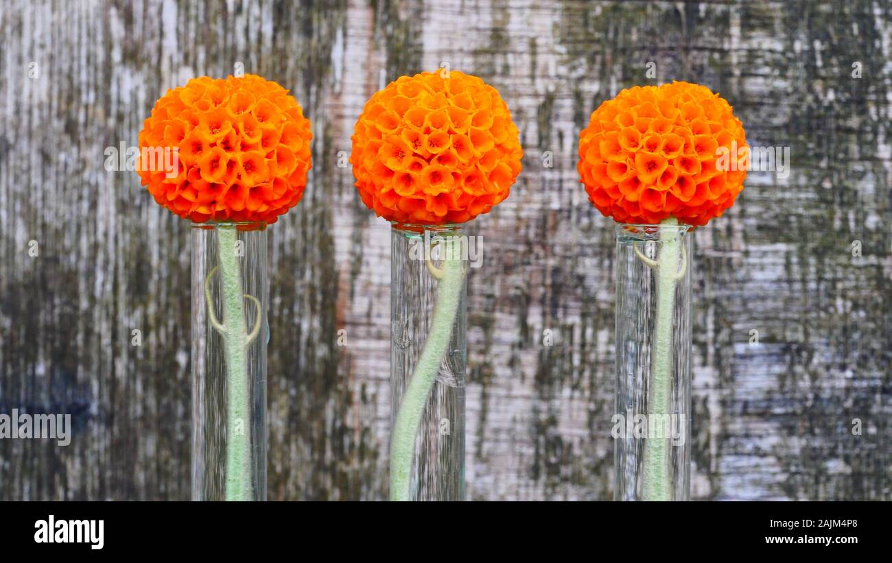 Orange ball flowers hi-res stock photography and images - Alamy