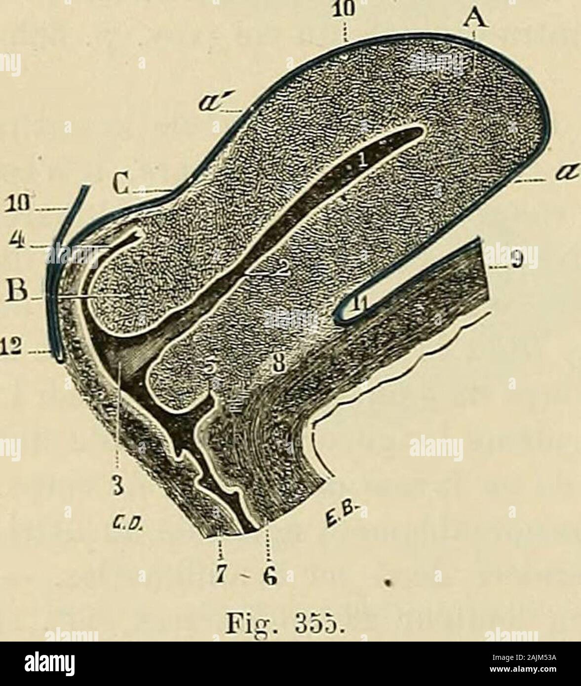 Péritoine de la vessie hi-res stock photography and images - Alamy