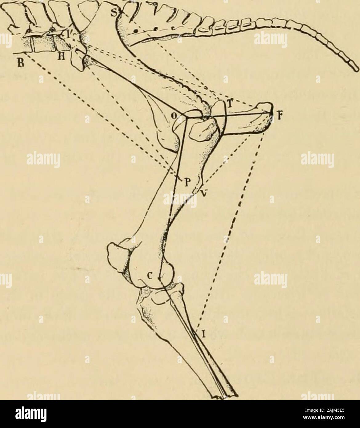 Haunch of horse hi-res stock photography and images - Alamy